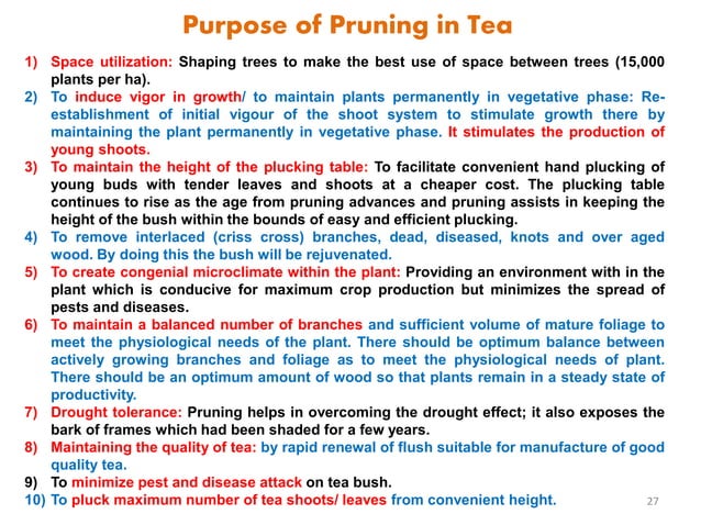 Tea Varieties, Propagation and Planting | PPTX