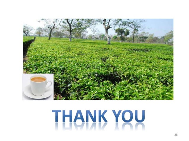 Tea Varieties, Propagation and Planting | PPTX