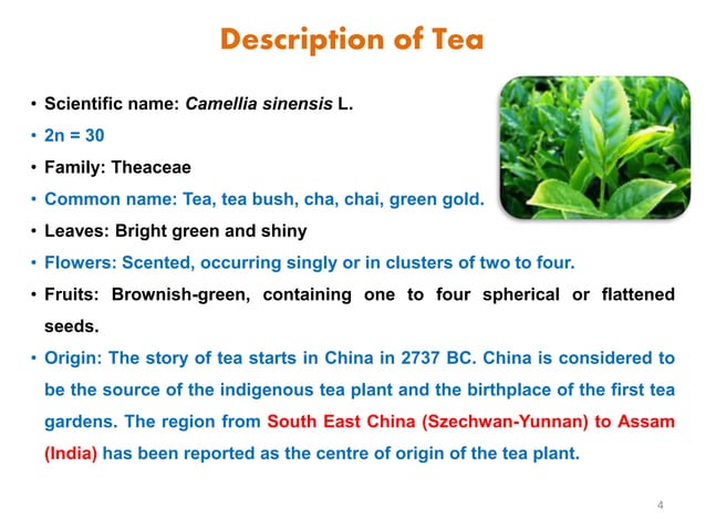 Tea Varieties, Propagation and Planting | PPTX