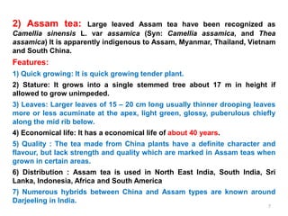 Tea Varieties, Propagation and Planting | PPTX