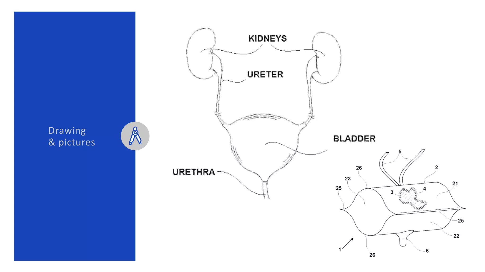 Natural bladder | PPT