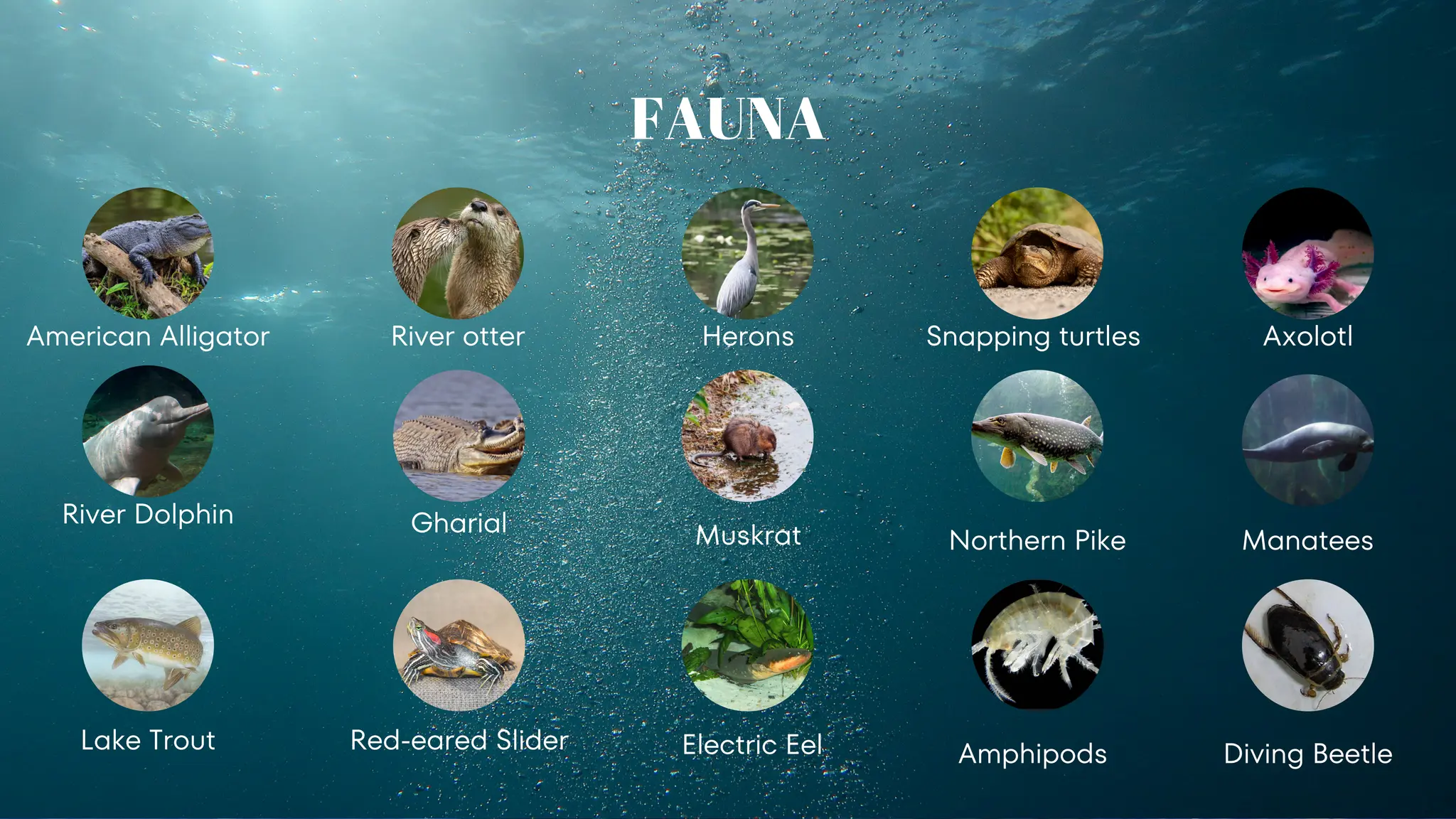 Aquatic ecosystem and its biomes involved.pdf