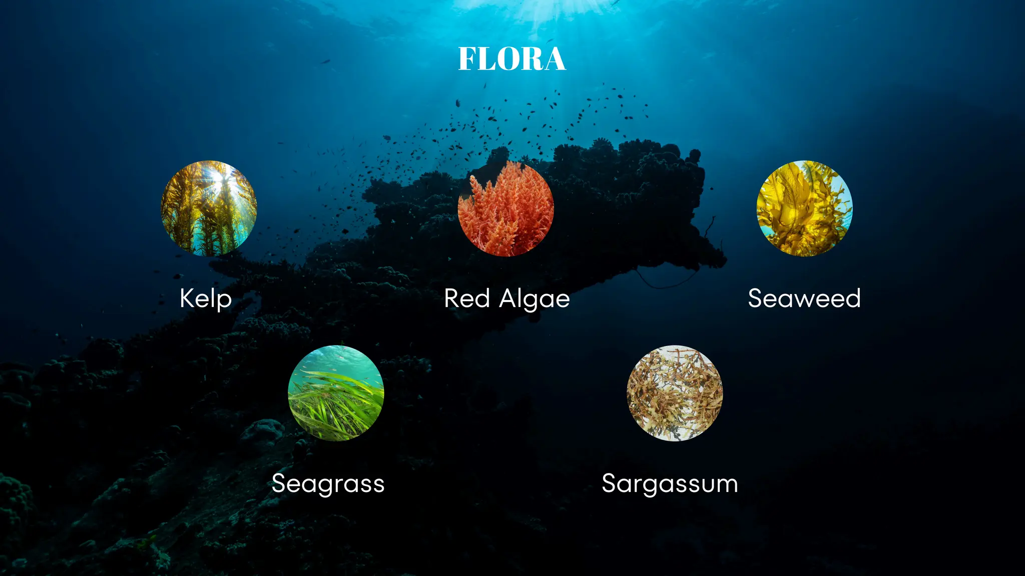 Aquatic ecosystem and its biomes involved.pdf