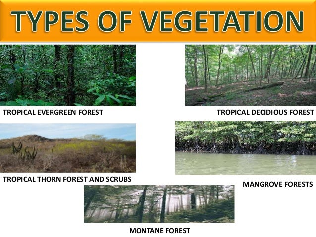 natural vegetation and wildlife