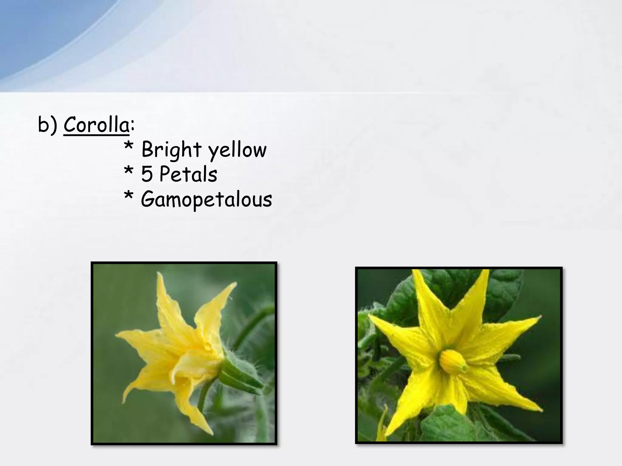 floral biology of tomato | PPTX