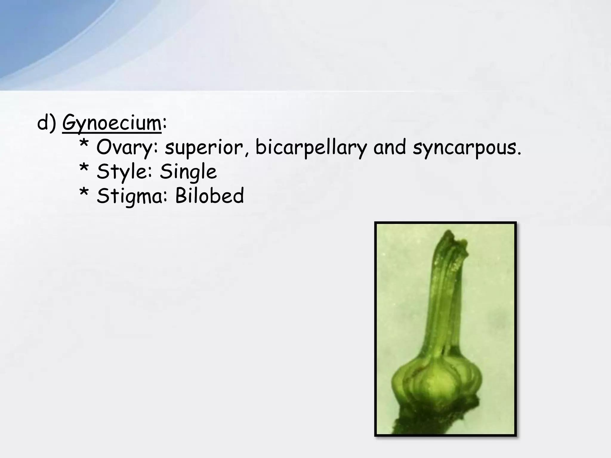 floral biology of tomato | PPTX | Gardening | Home & Garden