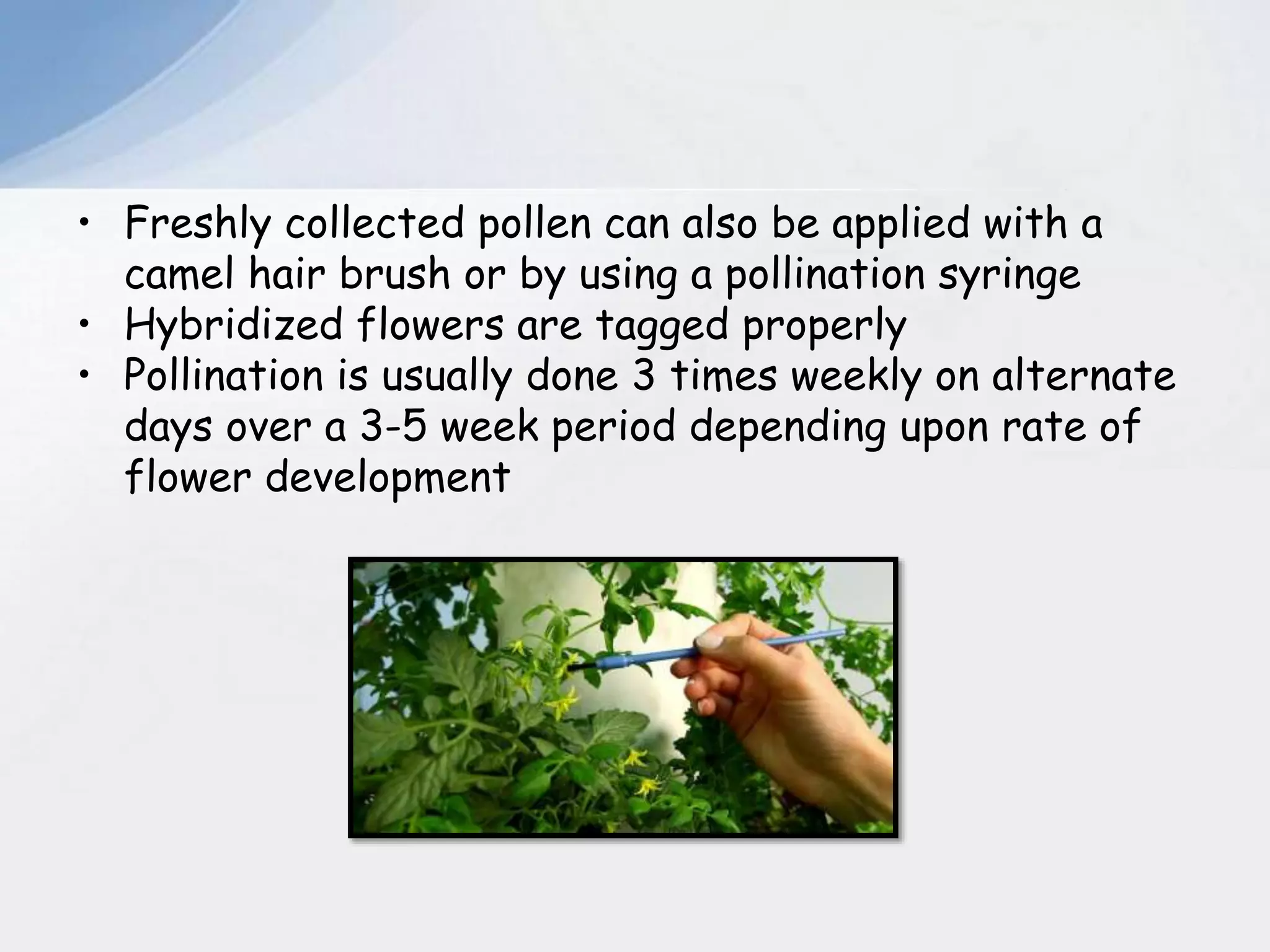 floral biology of tomato | PPTX