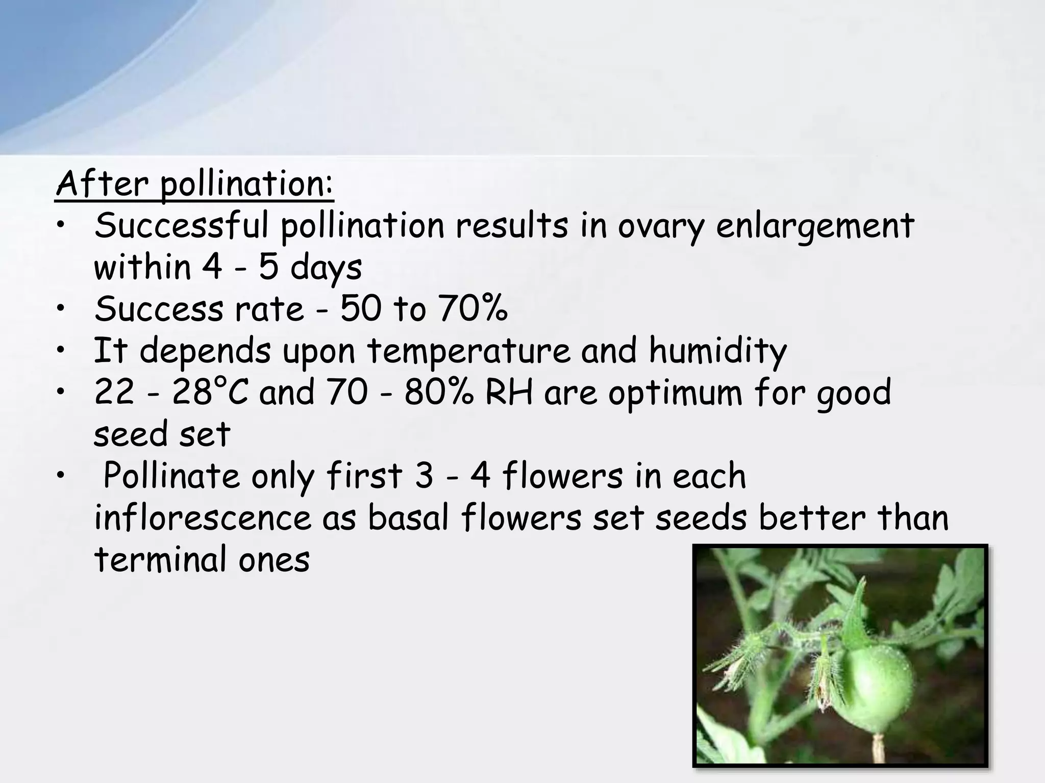 floral biology of tomato | PPTX