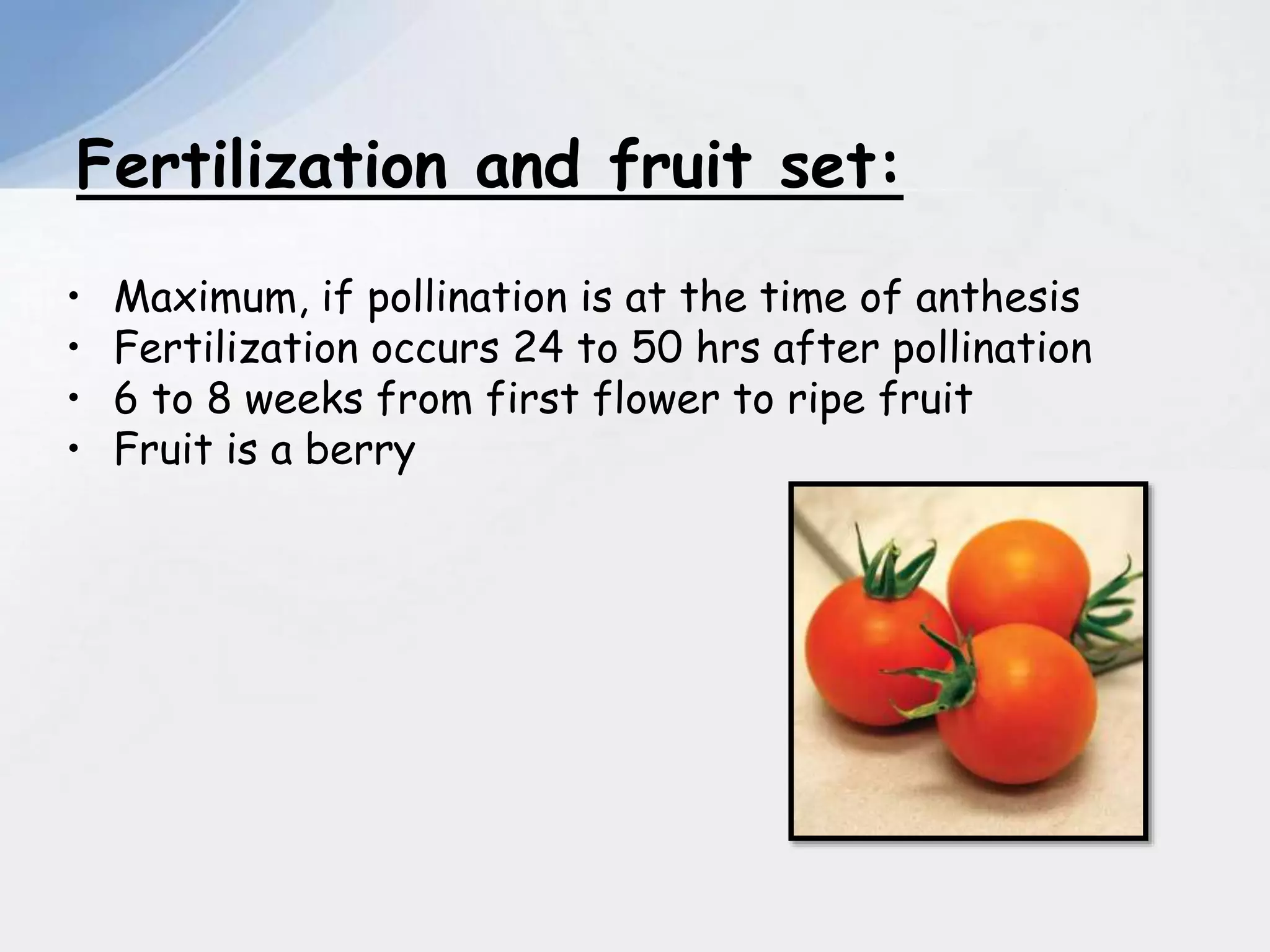floral biology of tomato | PPTX