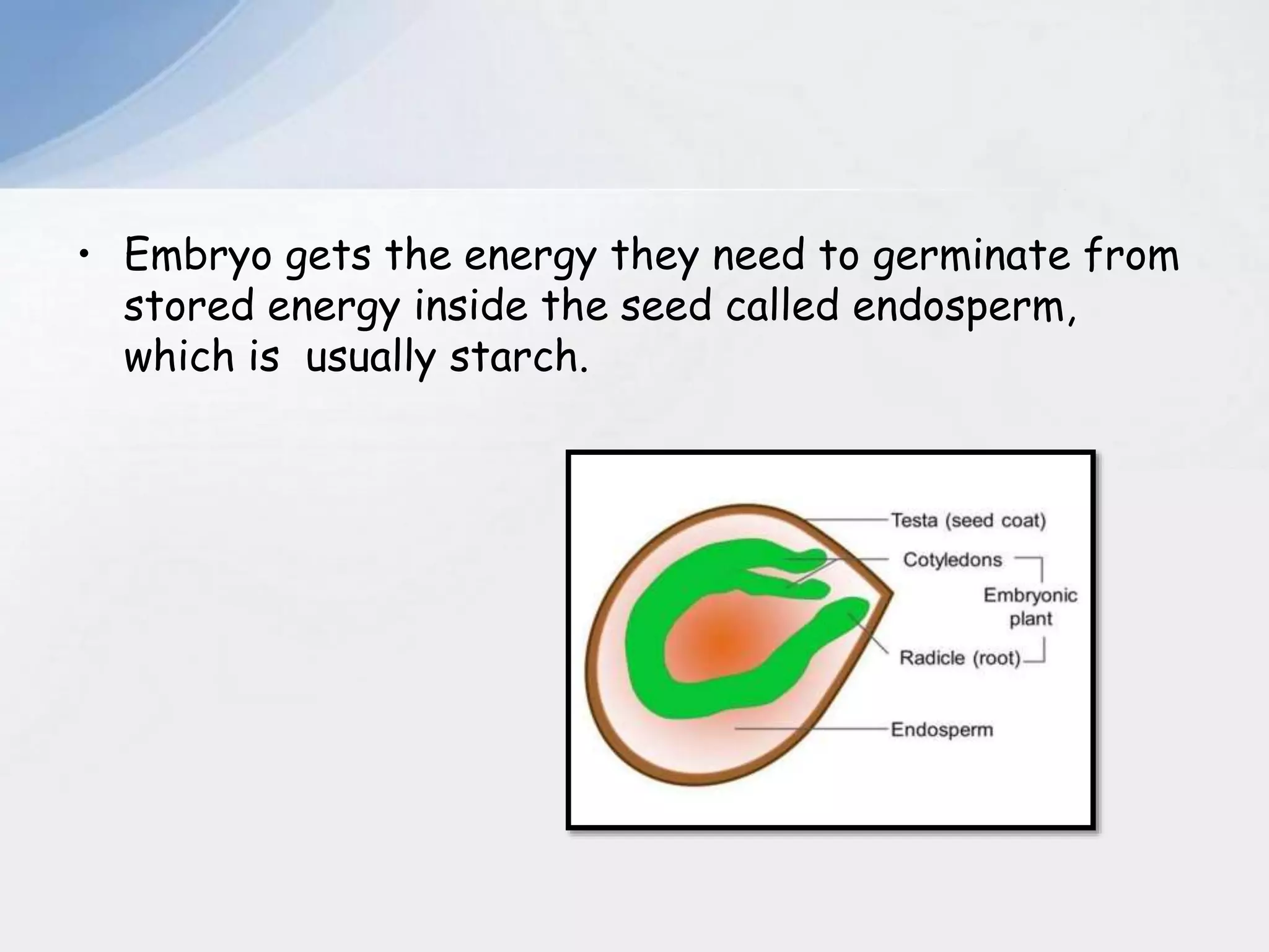 floral biology of tomato | PPTX