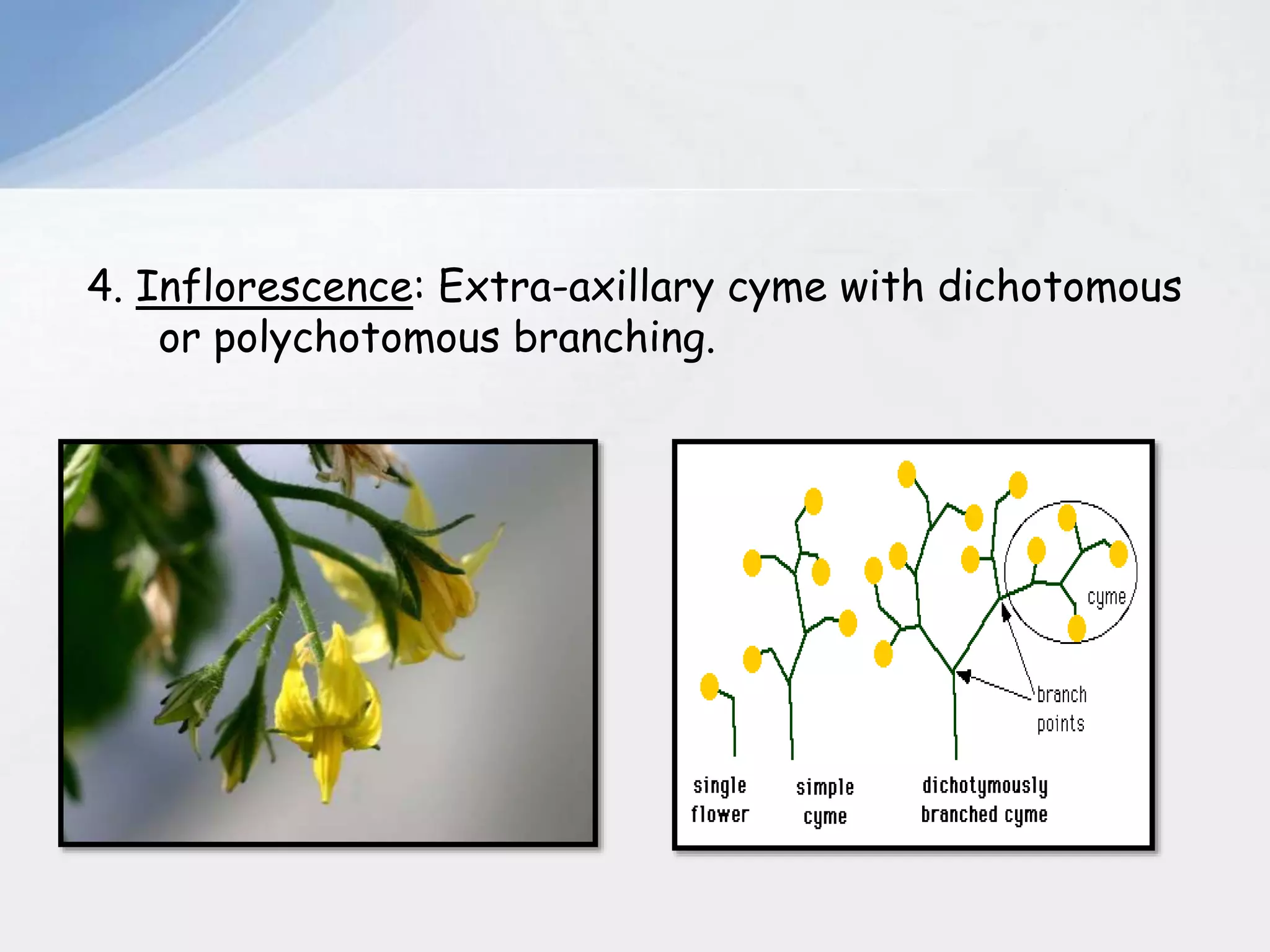 floral biology of tomato | PPTX