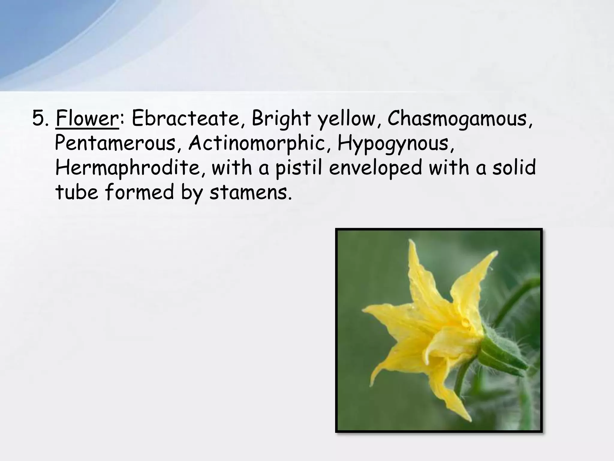 floral biology of tomato | PPTX