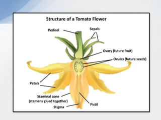 floral biology of tomato | PPTX