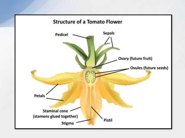 floral biology of tomato | PPTX | Gardening | Home & Garden