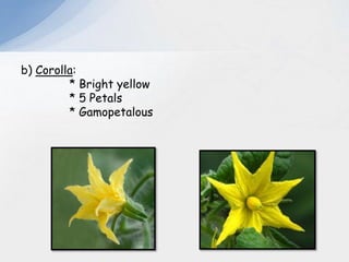floral biology of tomato | PPTX