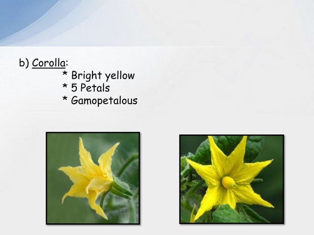 floral biology of tomato | PPTX | Gardening | Home & Garden