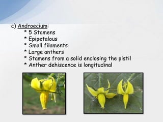 floral biology of tomato | PPTX