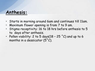 floral biology of tomato | PPTX