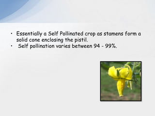 floral biology of tomato | PPTX