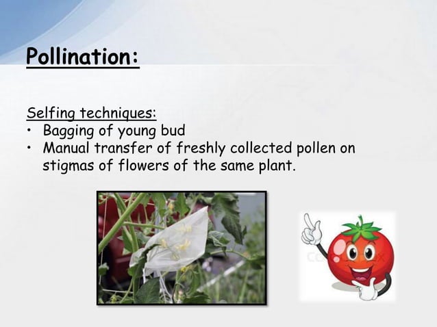 floral biology of tomato | PPTX | Gardening | Home & Garden