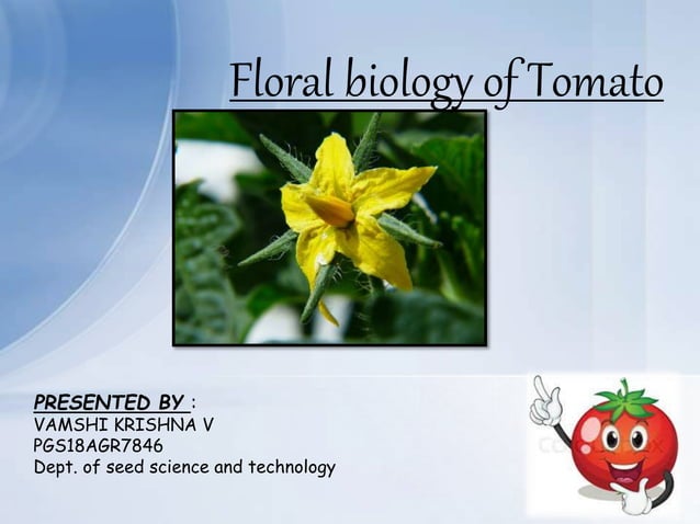 floral biology of tomato | PPTX | Gardening | Home & Garden
