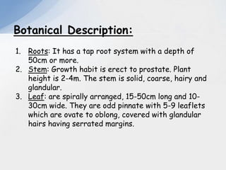 floral biology of tomato | PPTX