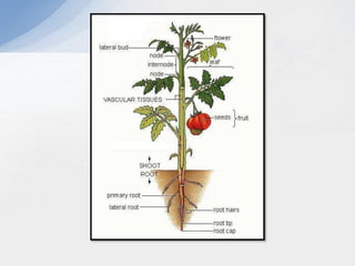 floral biology of tomato | PPTX