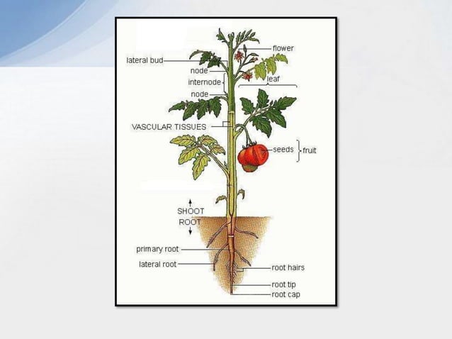 floral biology of tomato | PPTX | Gardening | Home & Garden
