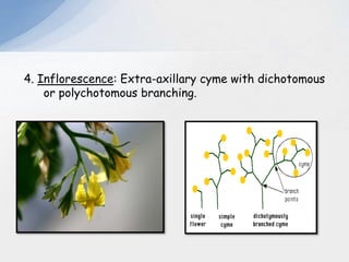 floral biology of tomato | PPTX