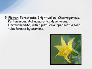 floral biology of tomato | PPTX