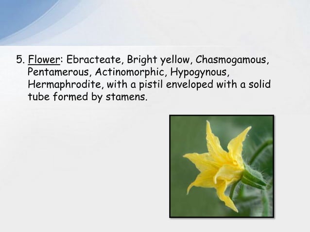floral biology of tomato | PPTX | Gardening | Home & Garden