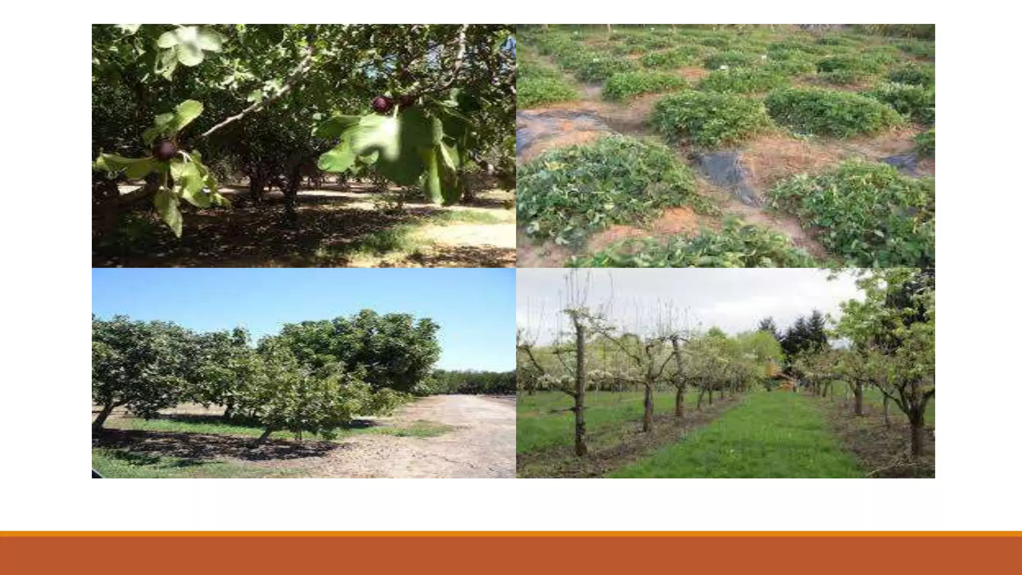 GUIDELINES FOR SENDING SEEDS TO NETWORK OF ACTIVE/WORKING COLLECTIONS | PPTX