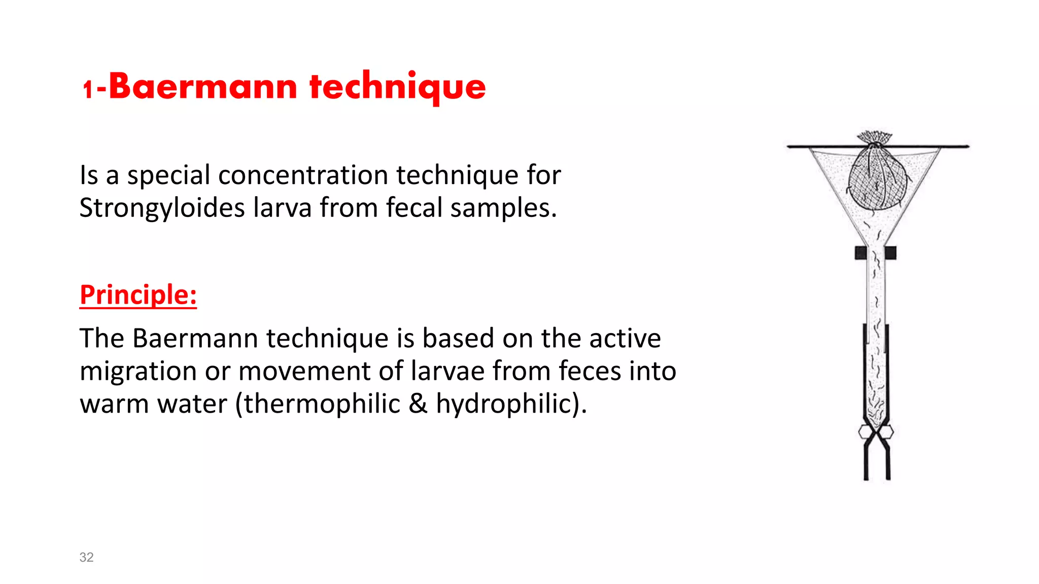 Strongyloides stercoralis | PPTX