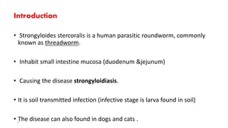 Strongyloides stercoralis | PPTX