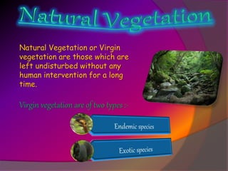 Sst natural vegetation and wildlife By Anshuman | PPTX