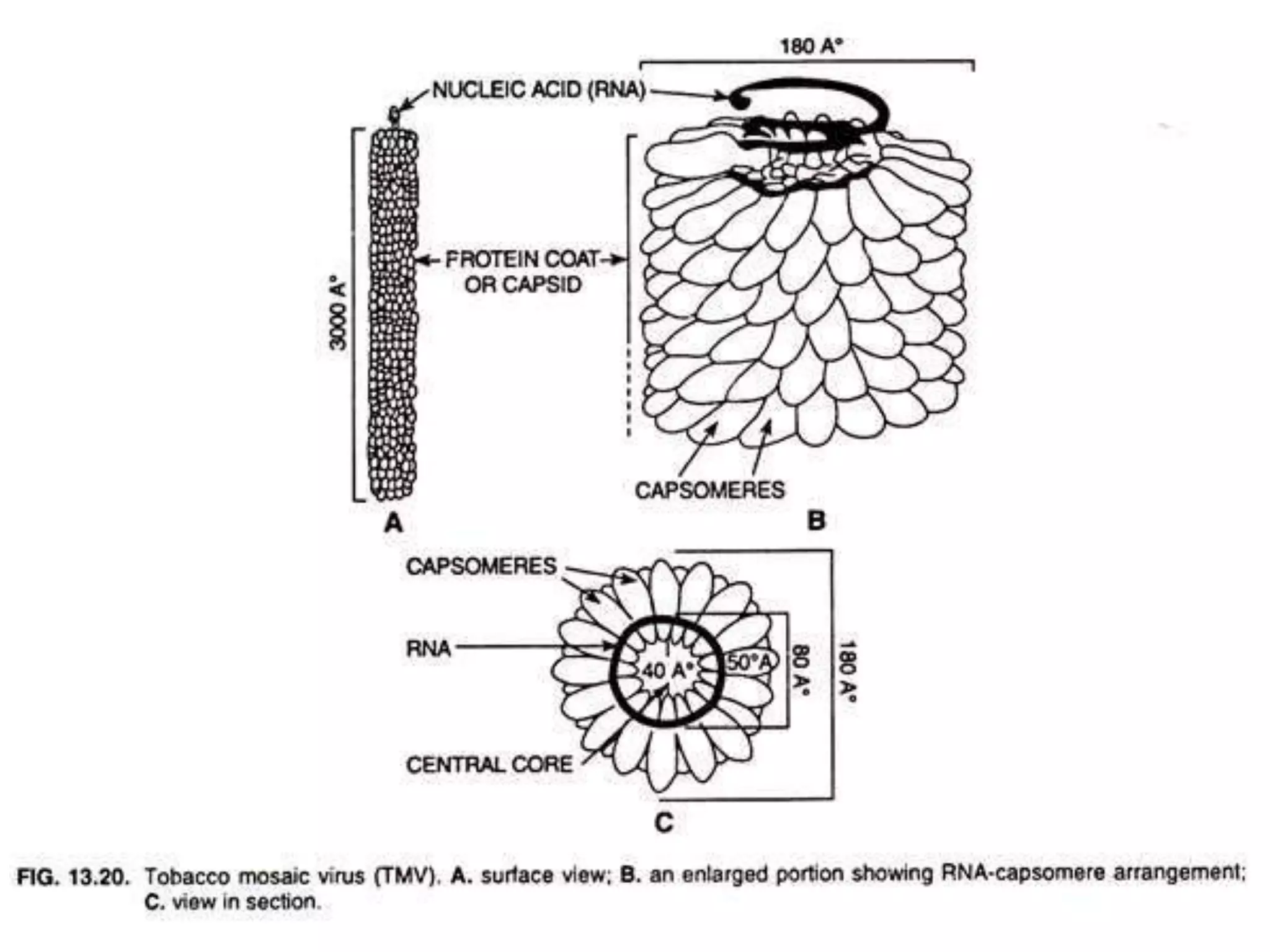 Tobacco mosaic virus | PPTX