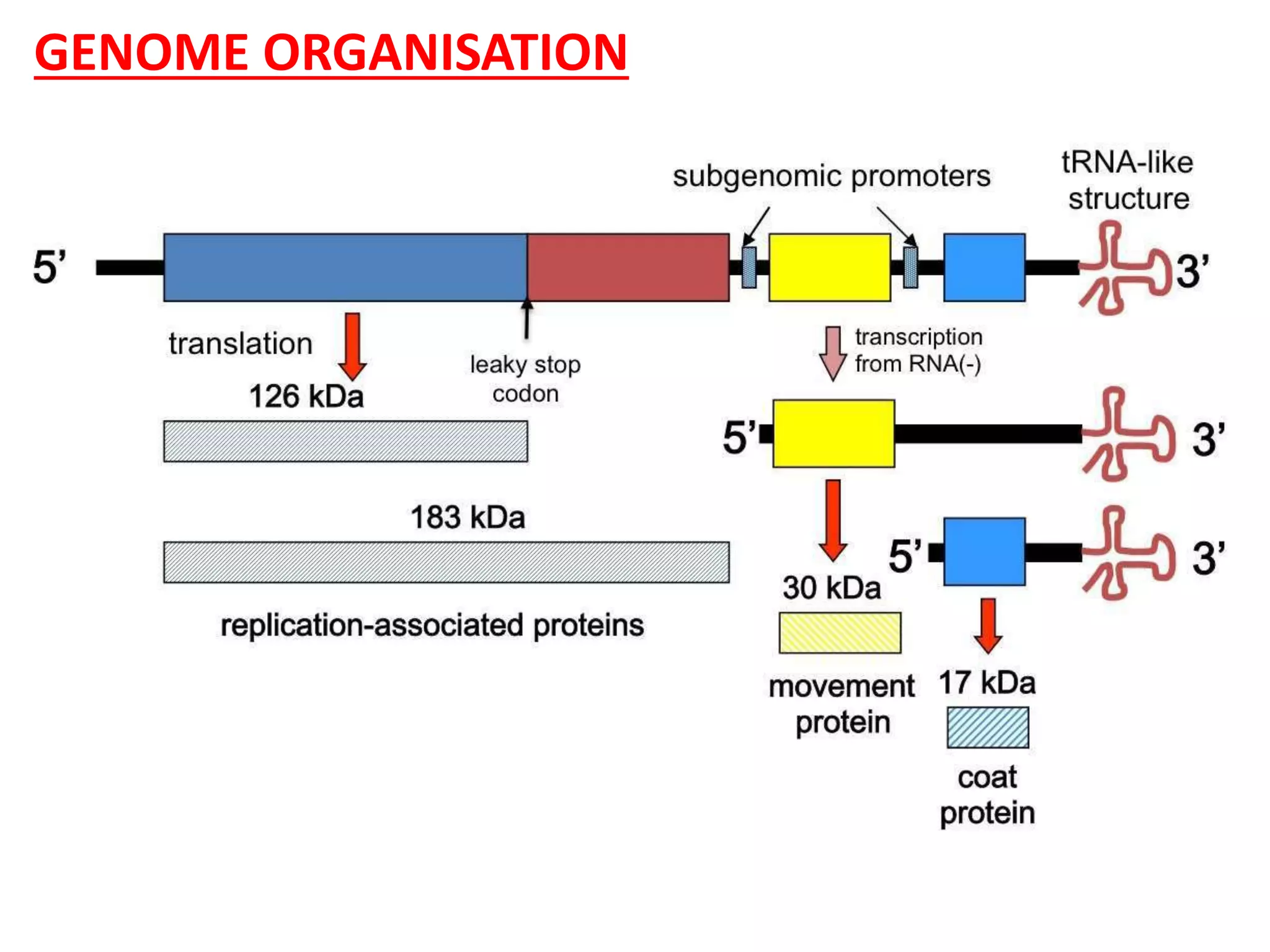 Tobacco mosaic virus | PPTX
