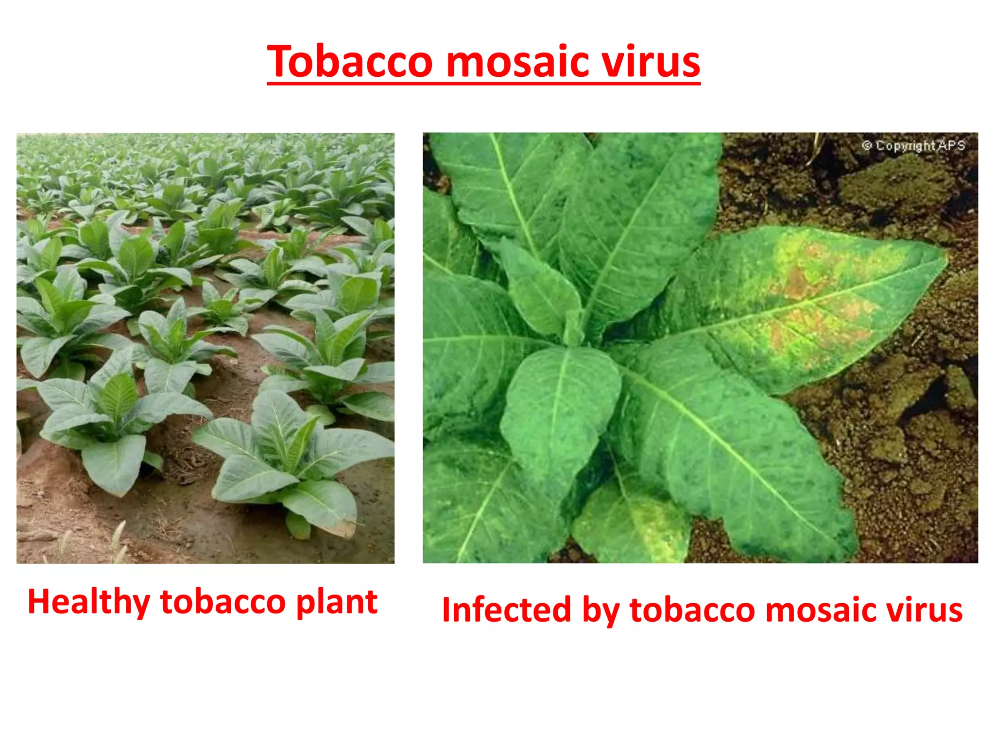 Tobacco mosaic virus | PPTX