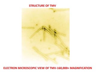 Tobacco mosaic virus | PPTX