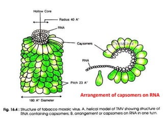 Tobacco Mosaic Virus Structure