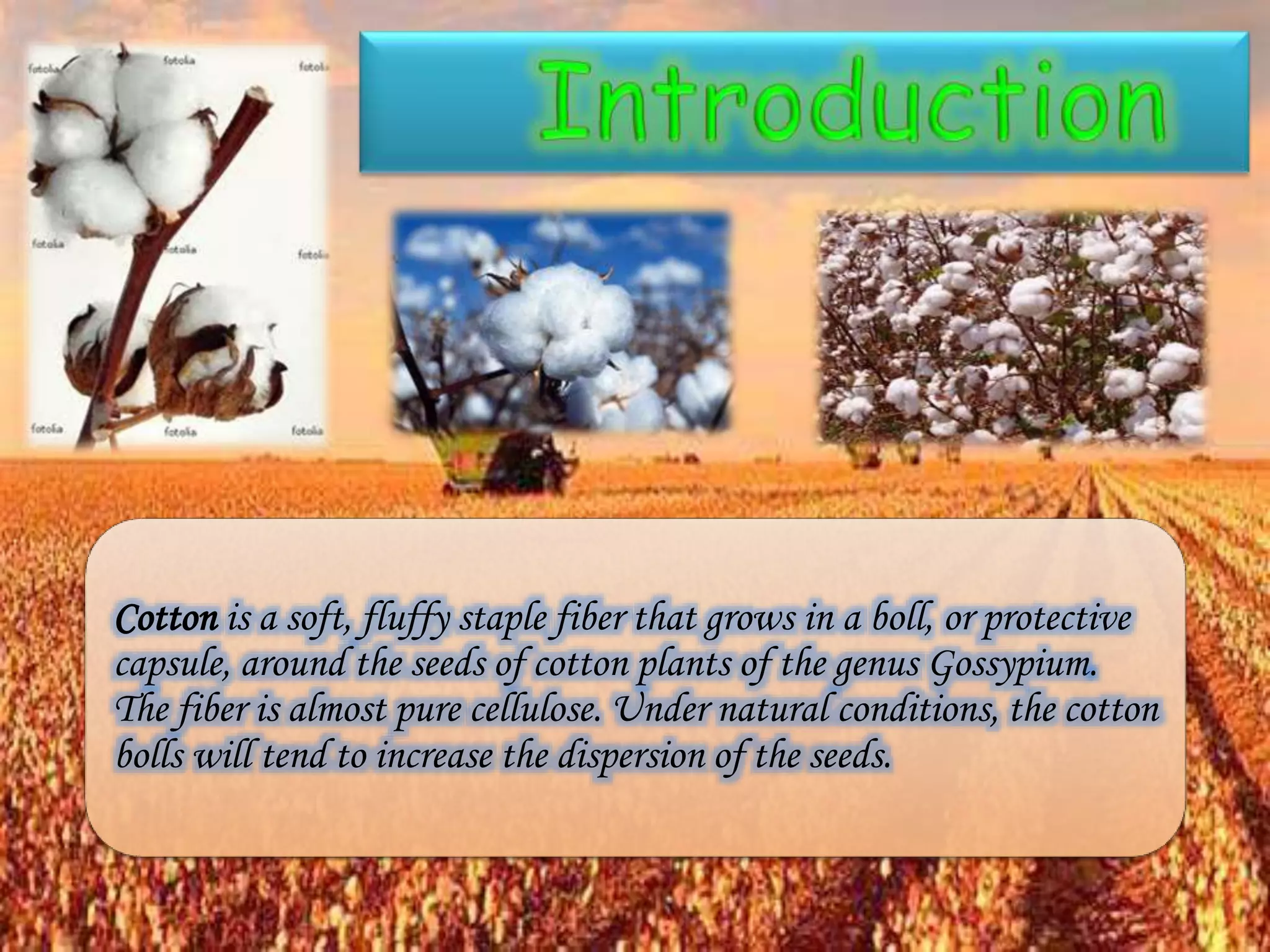 cotton presention | PPTX | Agriculture | Industries