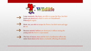 Uttarakhand Forest Fire (sst project) | PPTX