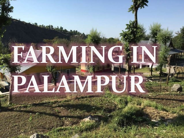 S.S.T PROJECT ECONOMIC STORY OF VILLAGE PALAMPUR | PPTX | Agriculture ...