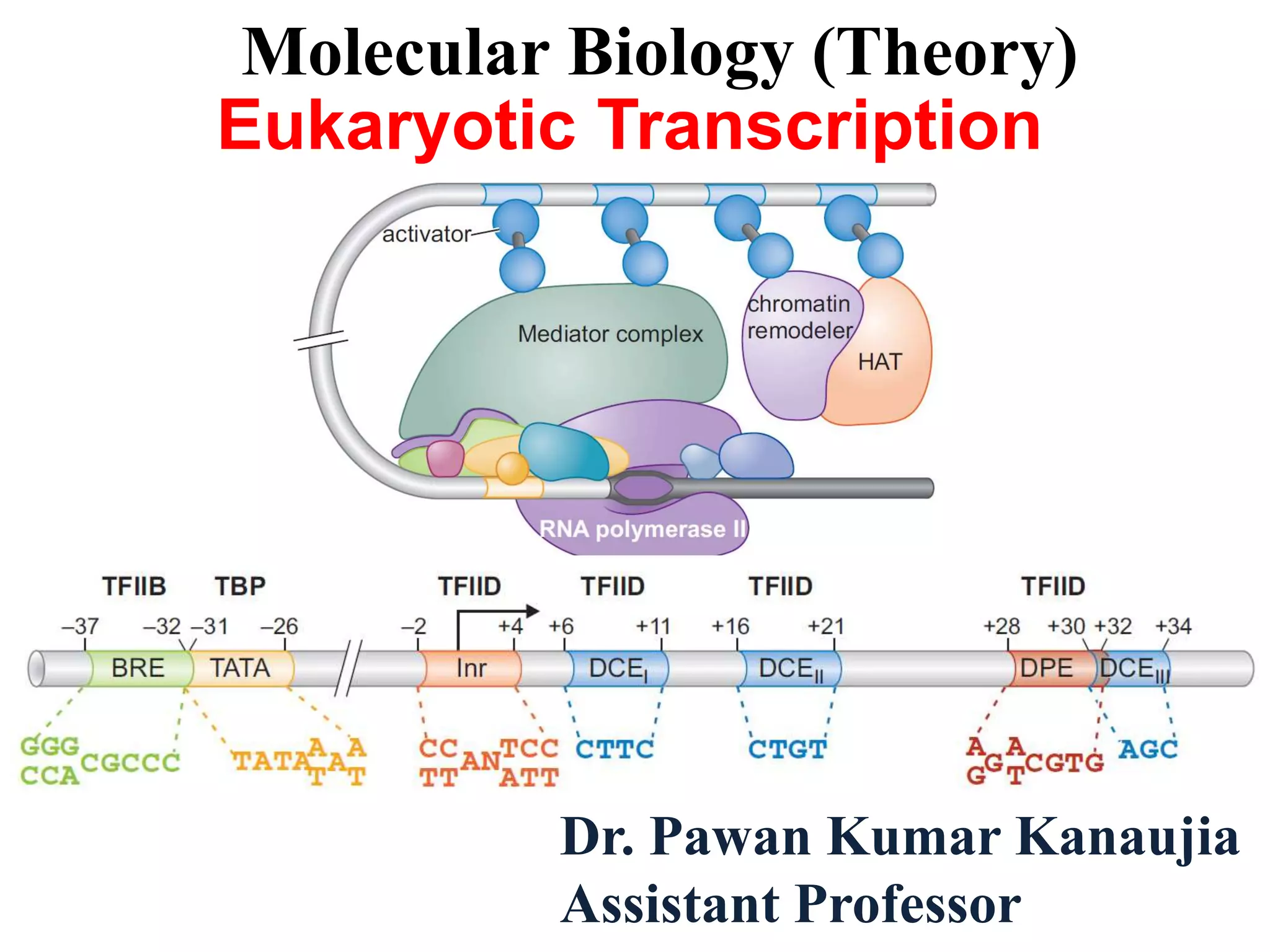 Eukaryotic Transcription | PPTX | Chemistry | Science