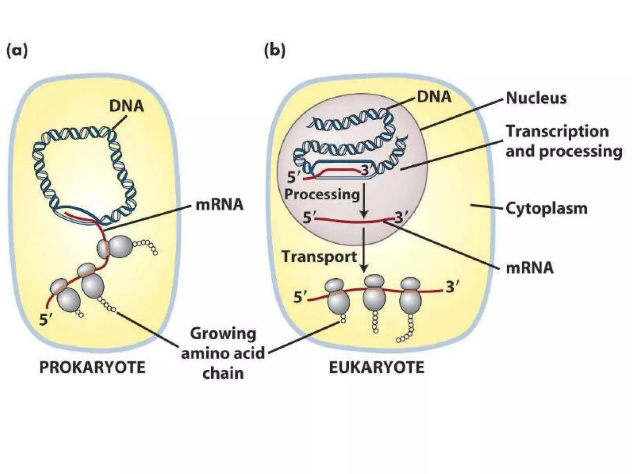 Eukaryotic Transcription | PPTX