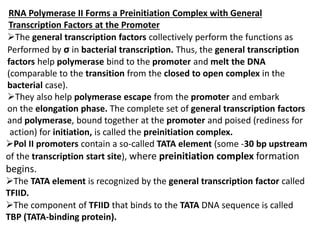 Eukaryotic Transcription | PPTX | Chemistry | Science