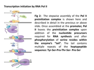 Eukaryotic Transcription | PPTX