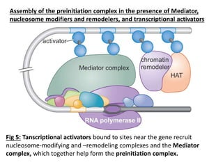 Eukaryotic Transcription | PPTX | Chemistry | Science