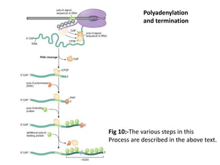 Eukaryotic Transcription | PPTX | Chemistry | Science