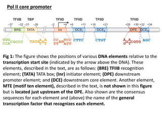Eukaryotic Transcription | PPTX